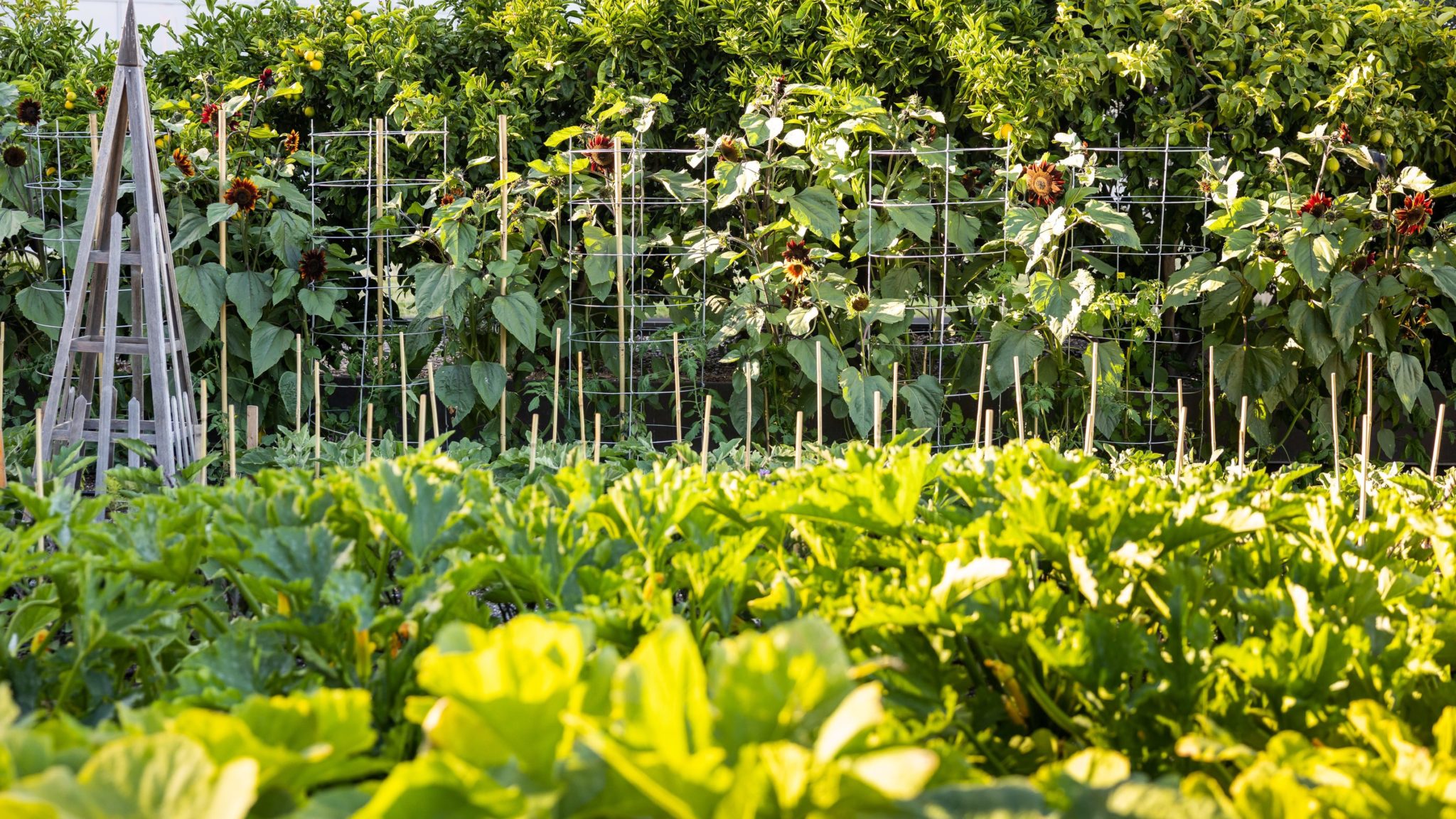 STEM Kitchen & Garden | Farmscape