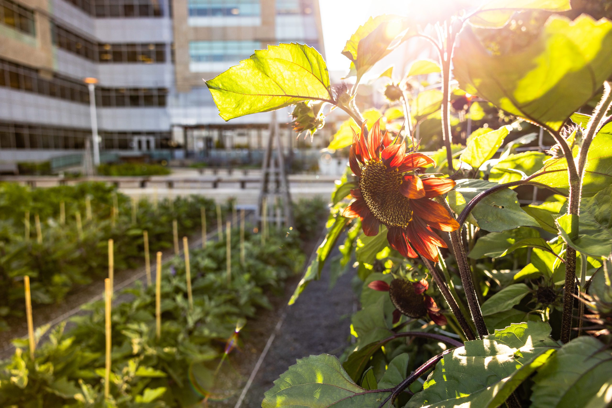 Projects | Farmscape