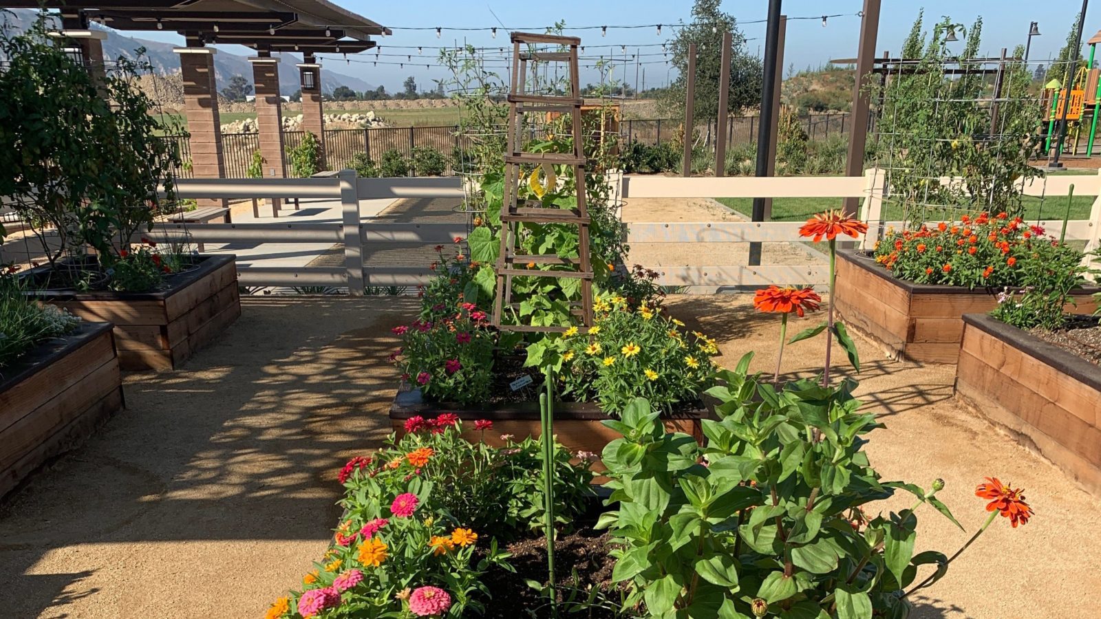 Limoneira | Farmscape