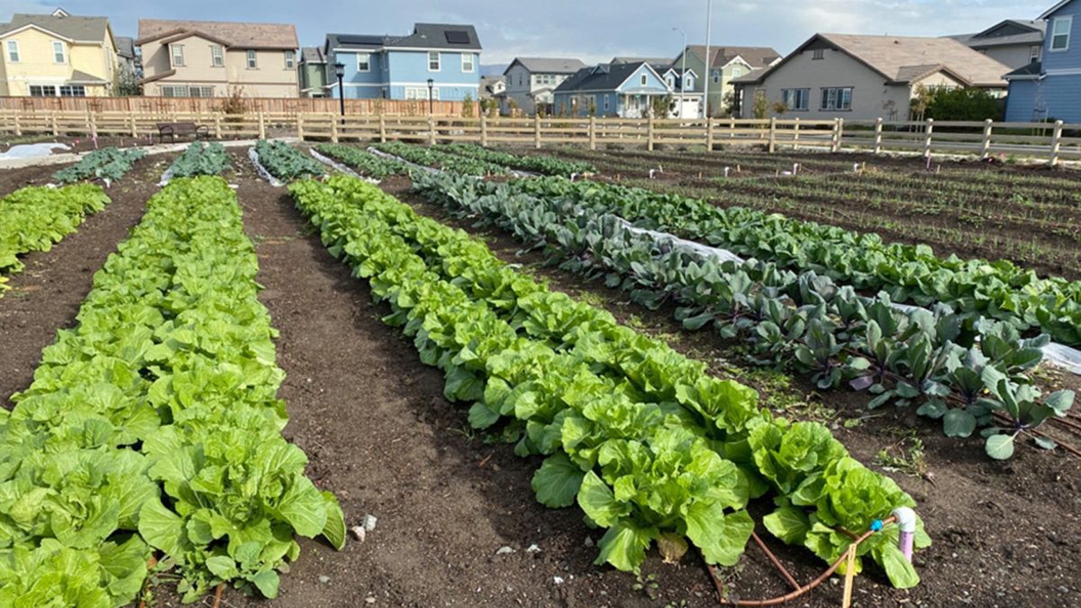 Patterson Ranch | Farmscape – Farmscape