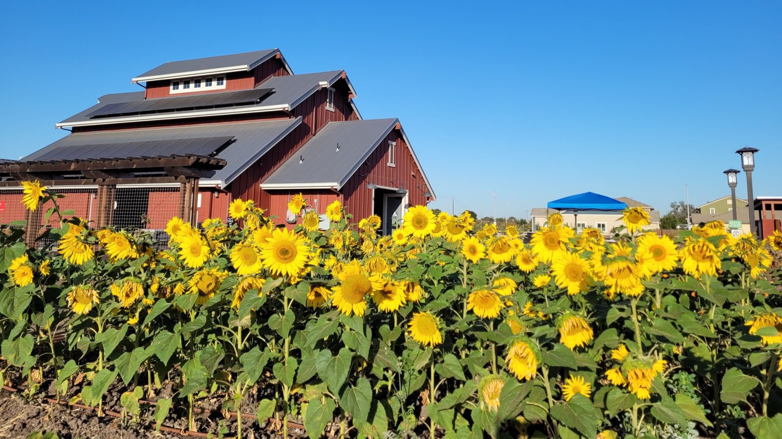 Patterson Ranch | Farmscape – Farmscape