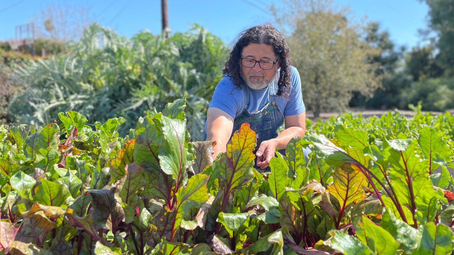 Edible Landscape Design Services in California | Farmscape